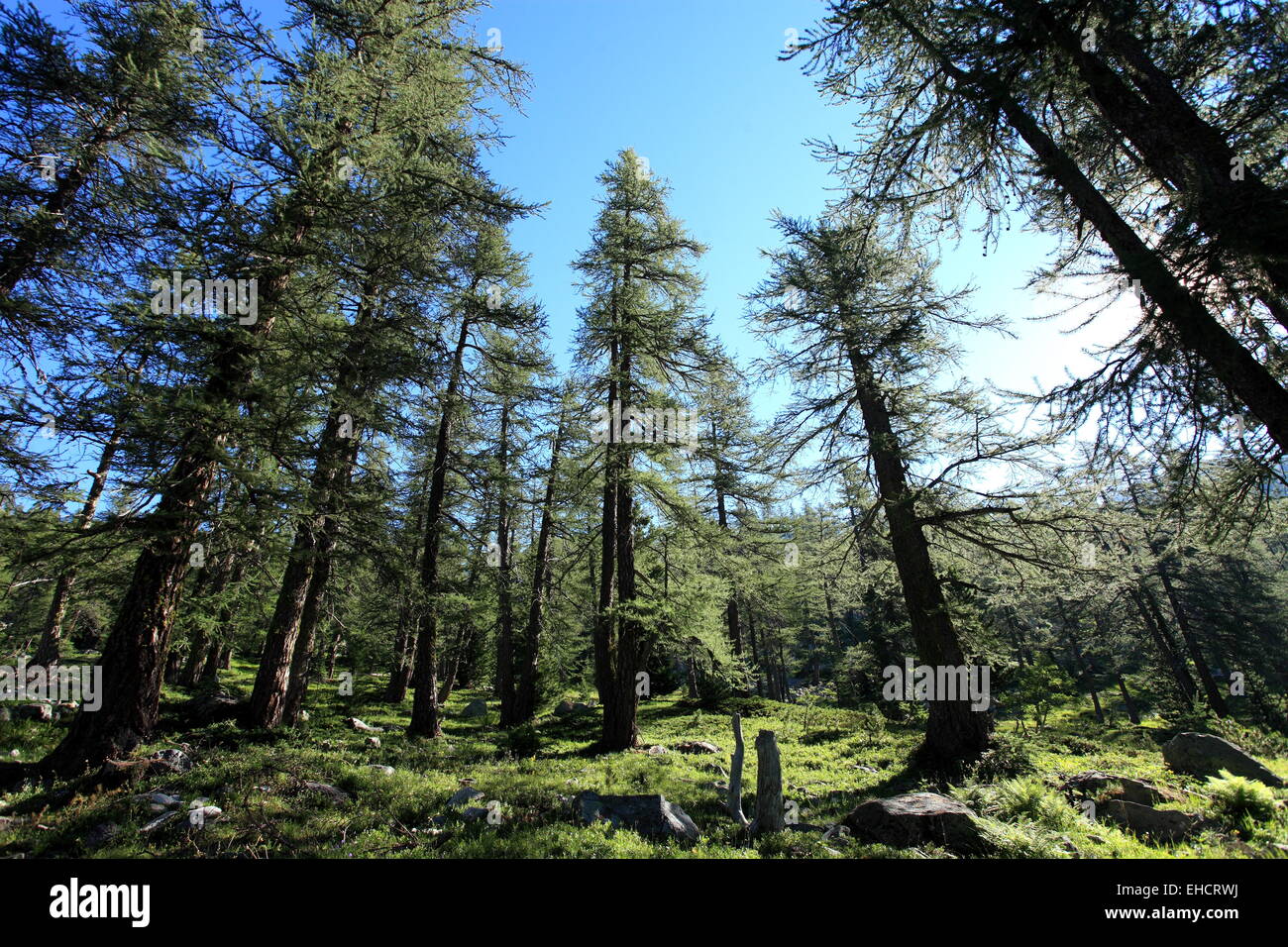 The Boreon forest in the beautiful mountain landscape of the Mercantour ...