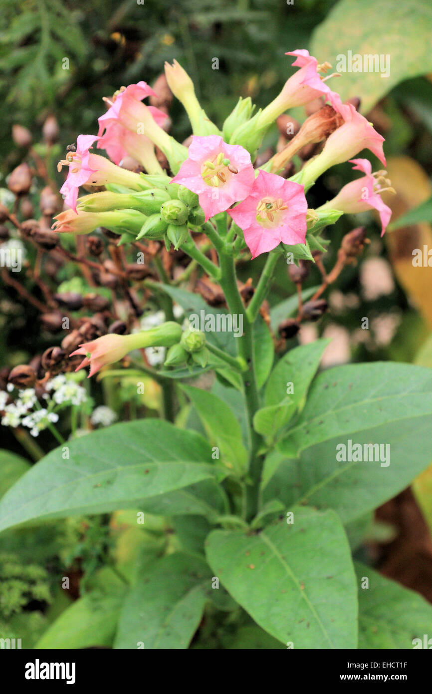 Flowering tobacco plant hi-res stock photography and images - Alamy