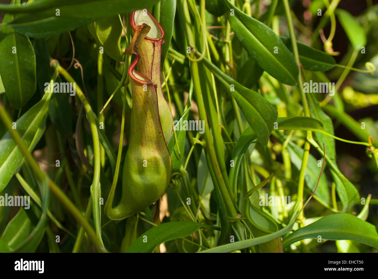Winged tropical pitcher plant Stock Photo - Alamy