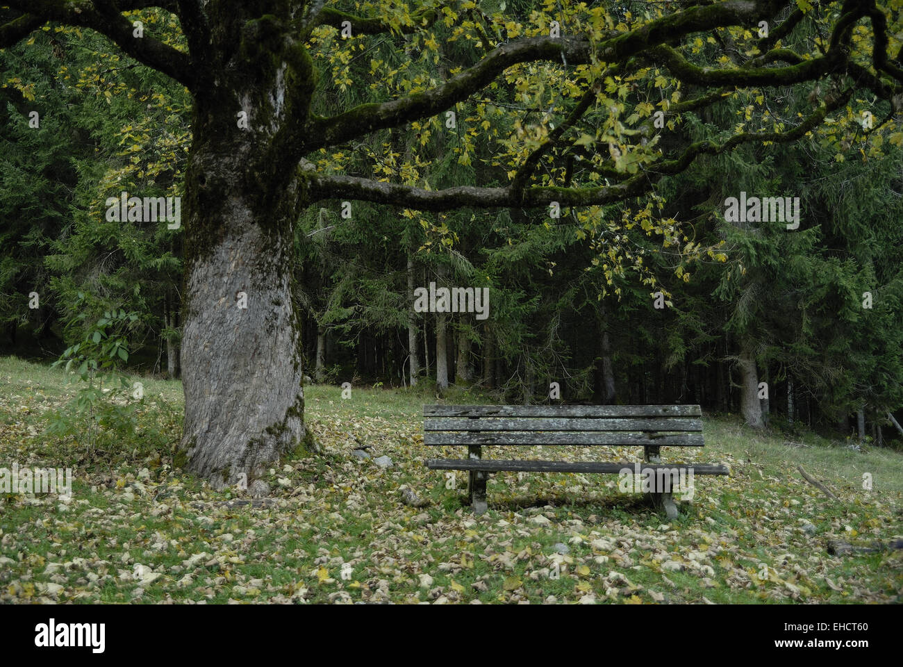 bench and tree Stock Photo - Alamy