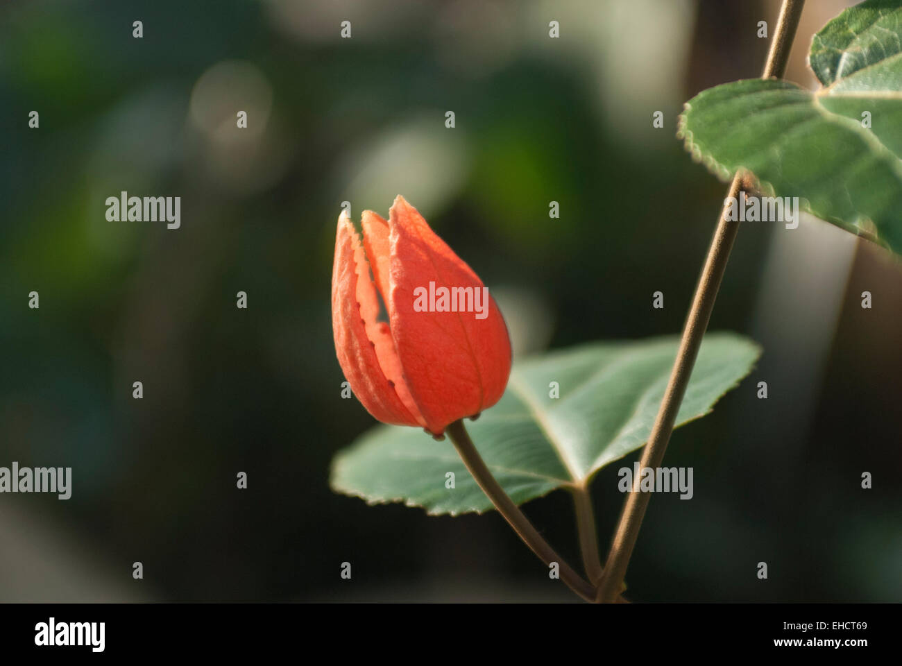pretty little red flower Stock Photo - Alamy