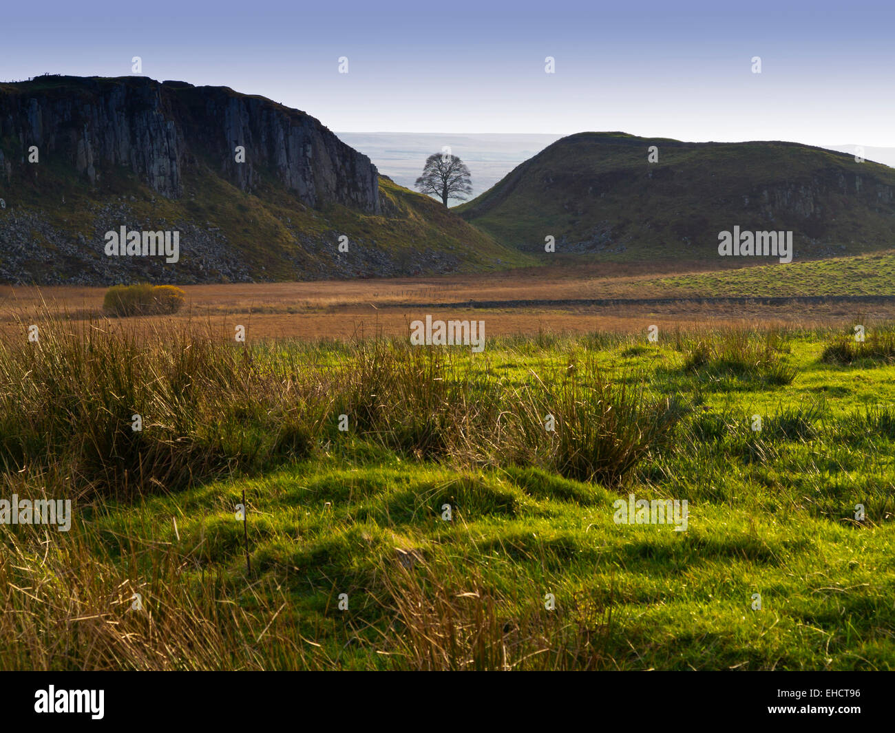 Lone tree at Sycamore Gap near Steel Rigg on Hadrian's Wall an ancient ...