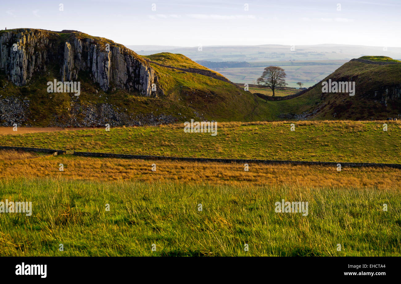 Lone tree at Sycamore Gap near Steel Rigg on Hadrian's Wall an ancient ...