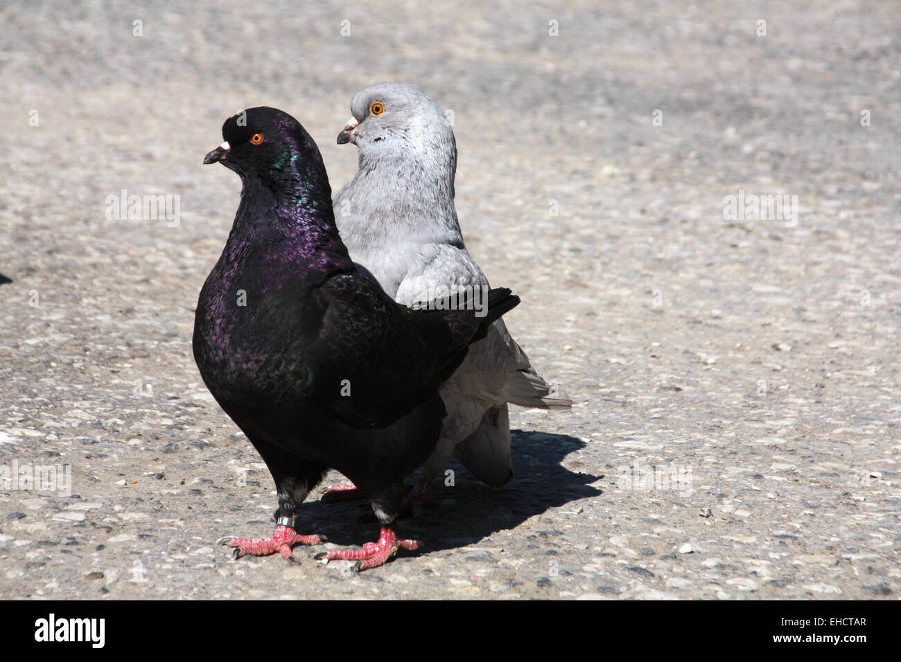 Modena pigeon pair Stock Photo - Alamy