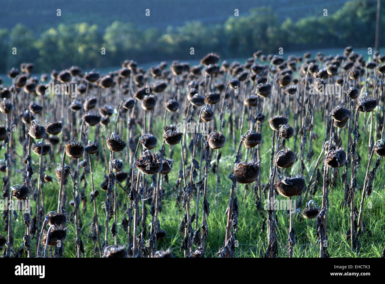 Sere hi-res stock photography and images - Alamy