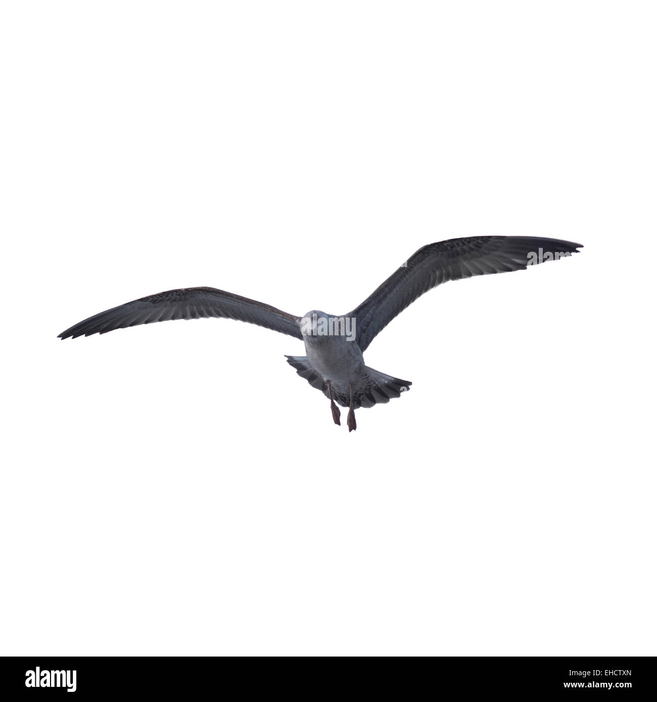 Flying seagull isolated on the white background Stock Photo - Alamy