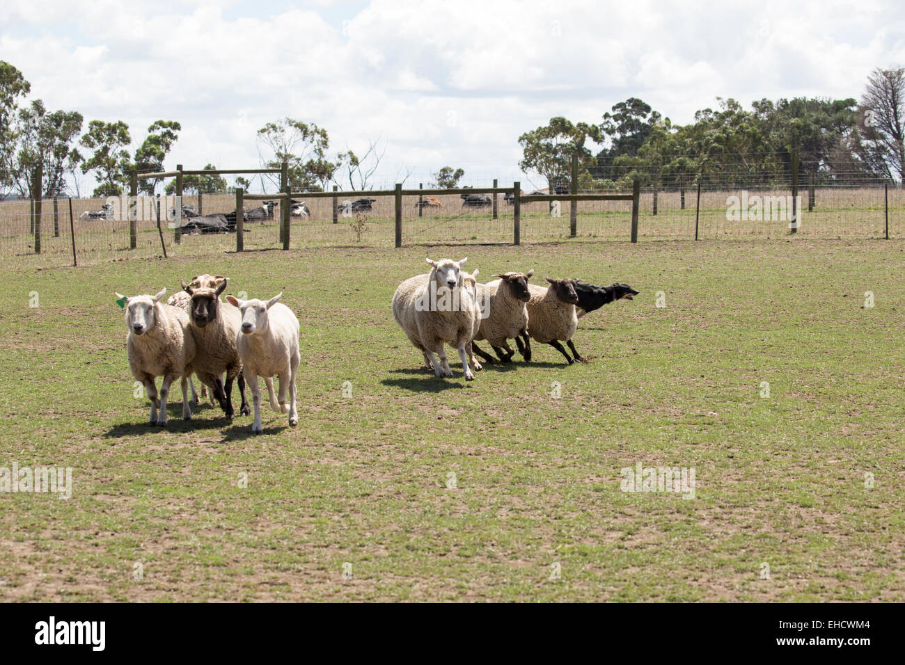 Mob of sheep hi-res stock photography and images - Alamy