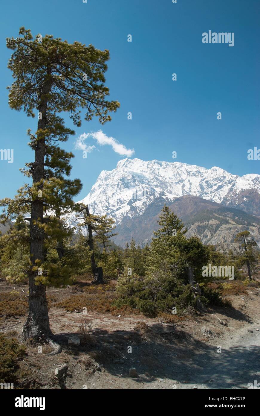 China firs hi-res stock photography and images - Alamy