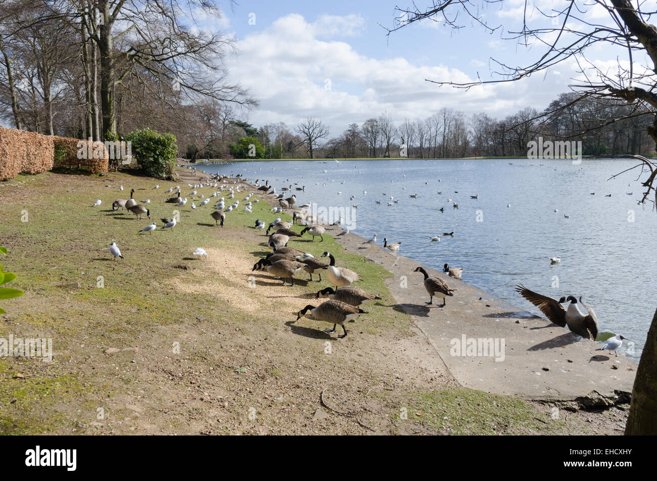 Geese on the side of the pool at Swanshurst Park in Moseley, Birmingham ...