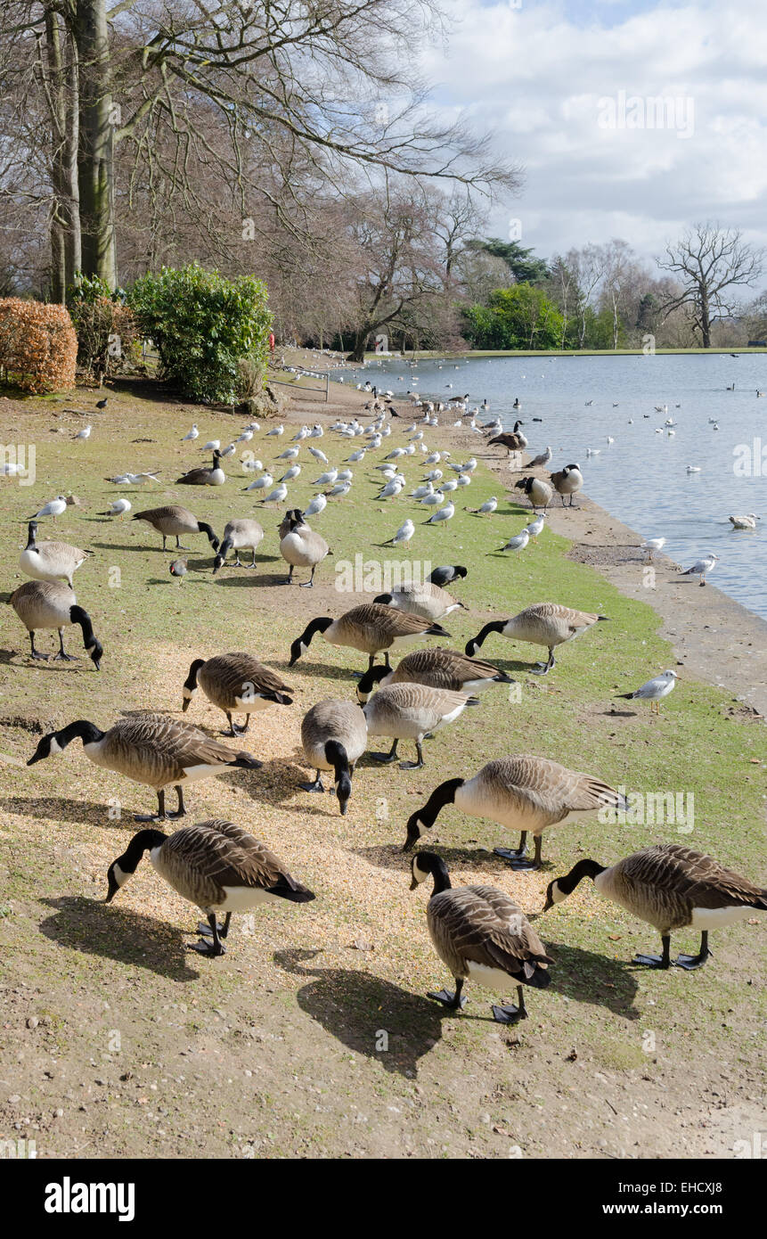Geese on the side of the pool at Swanshurst Park in Moseley, Birmingham ...