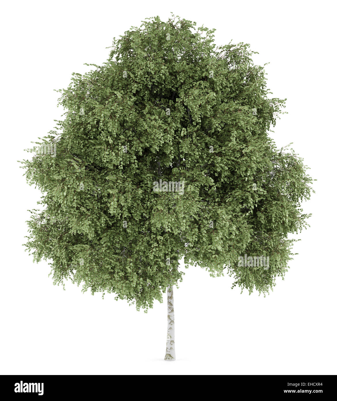 Silver birch or warty birch Cut Out Stock Images & Pictures - Alamy