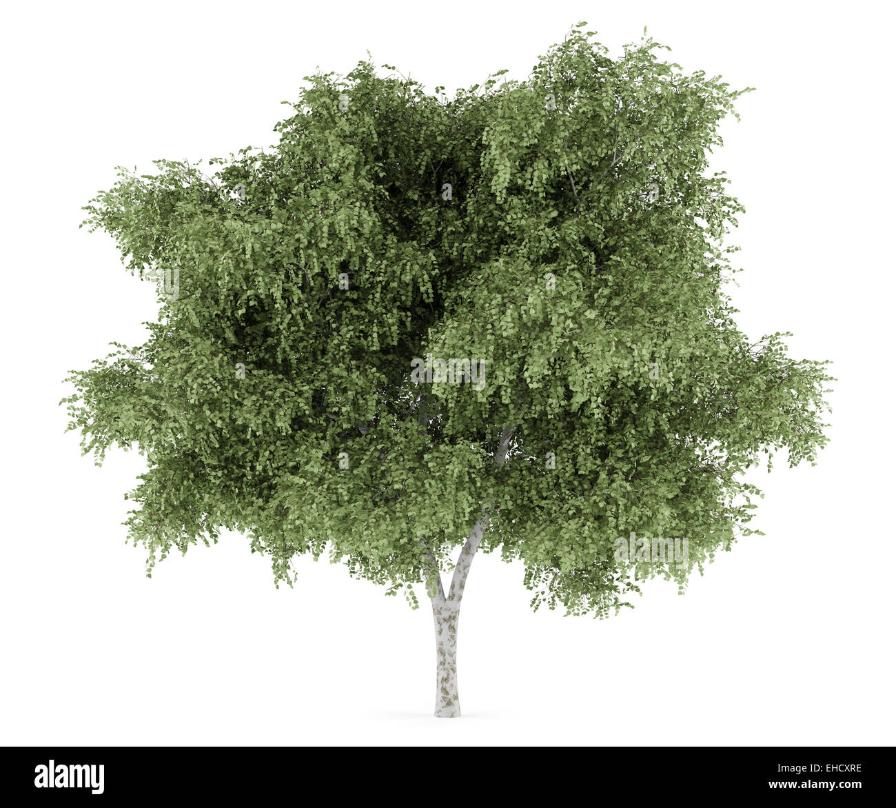 silver birch tree isolated on white background Stock Photo - Alamy