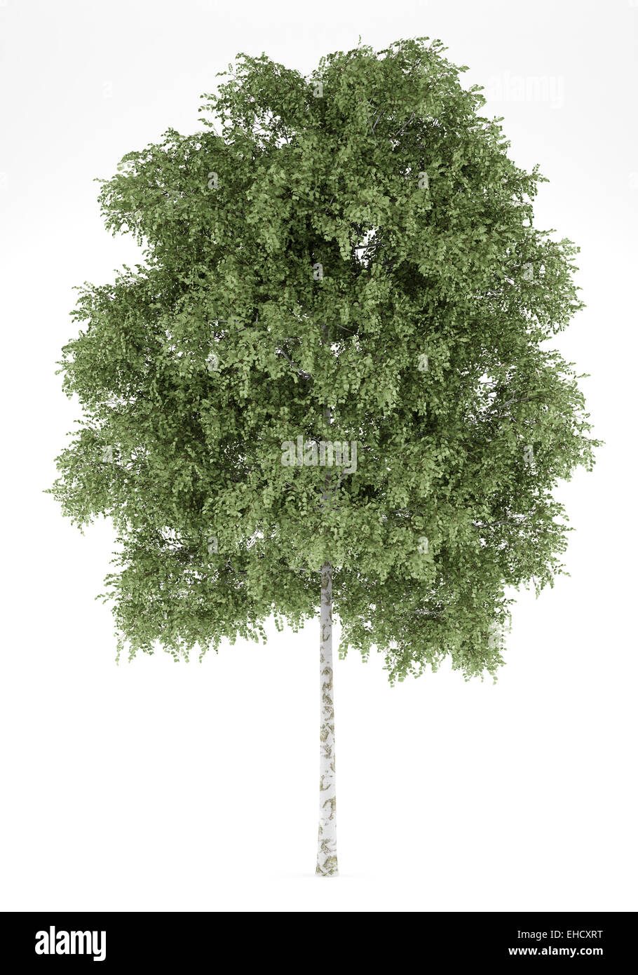 silver birch tree isolated on white background Stock Photo - Alamy