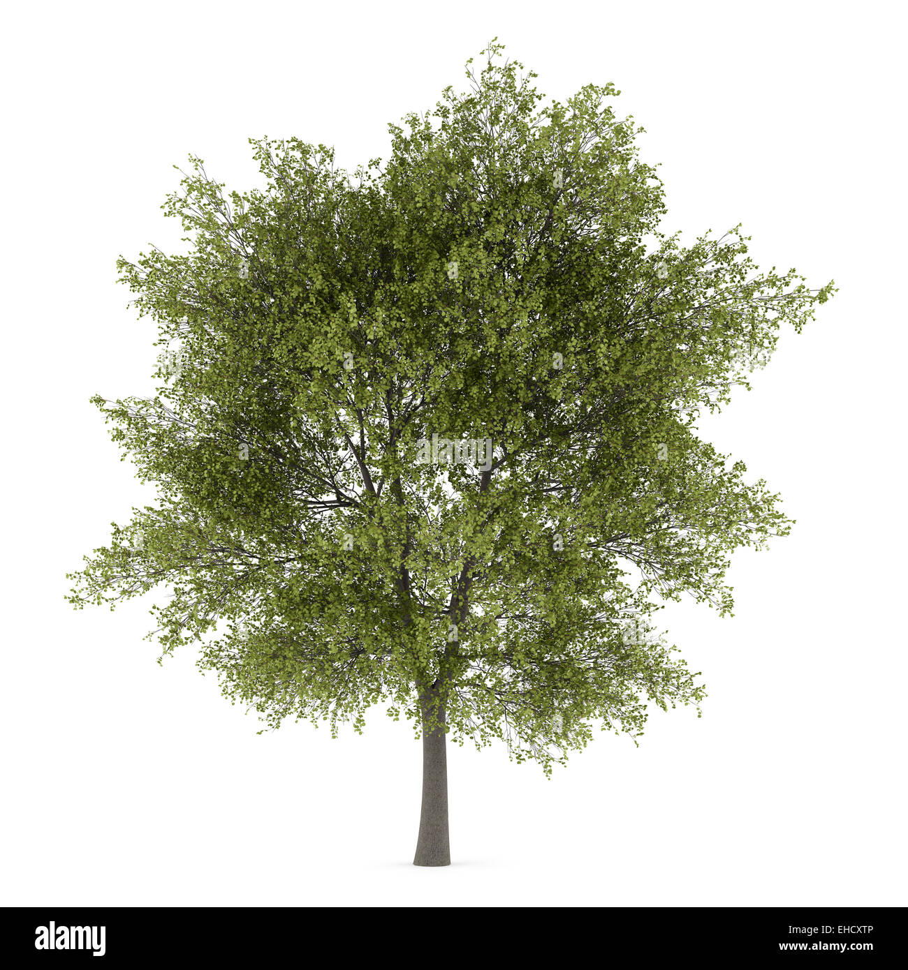 poplar tree isolated on white background Stock Photo - Alamy