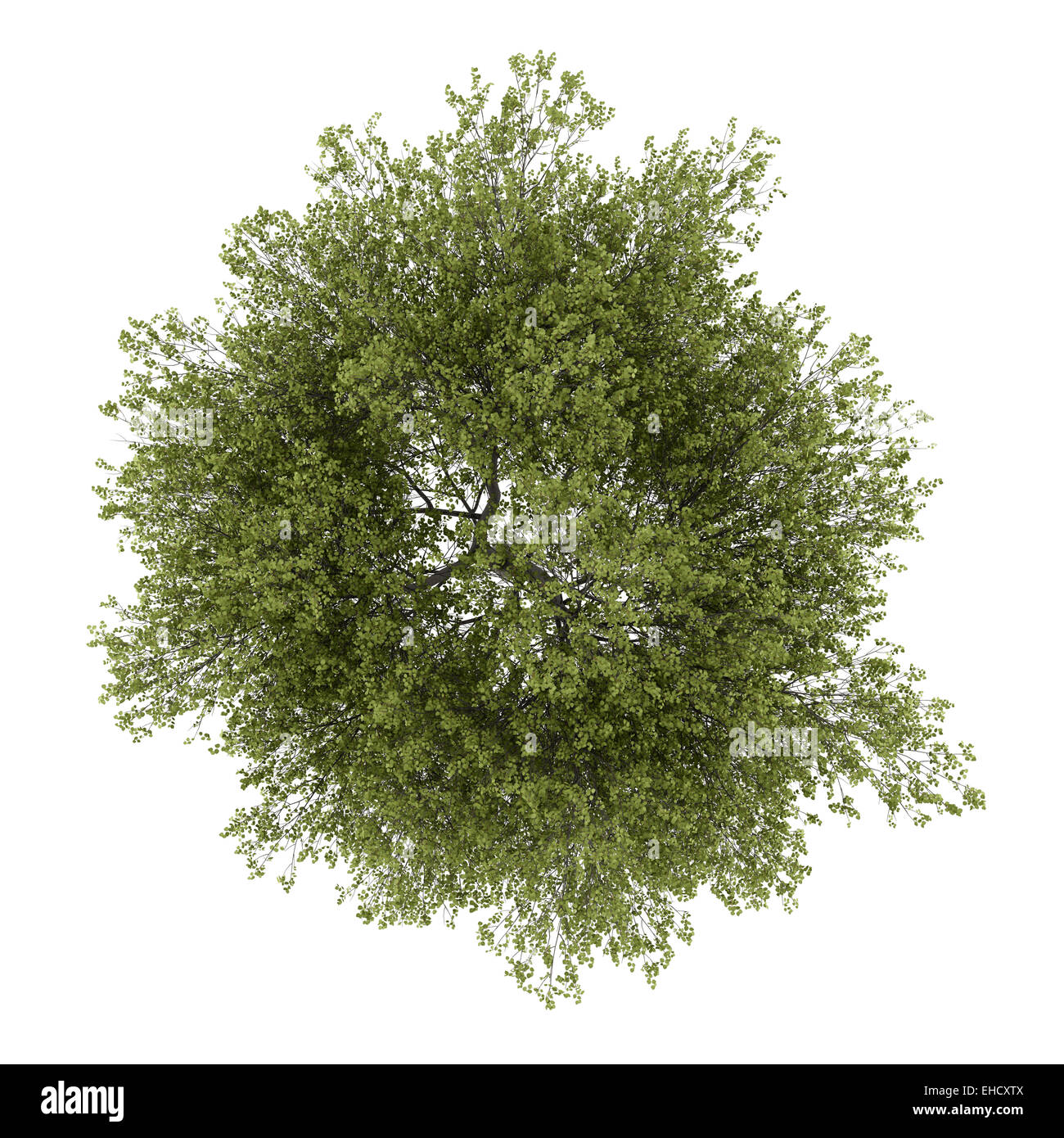 top view of poplar tree isolated on white background Stock Photo - Alamy