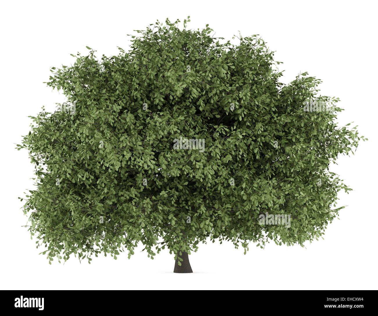 english oak tree isolated on white background Stock Photo - Alamy