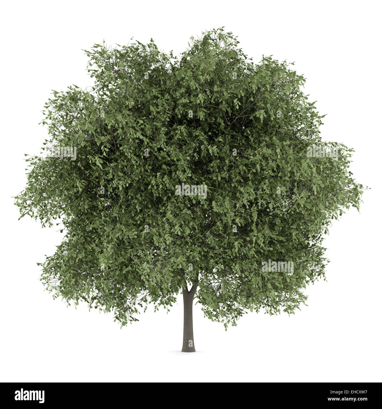 English oak tree isolated hi-res stock photography and images - Alamy