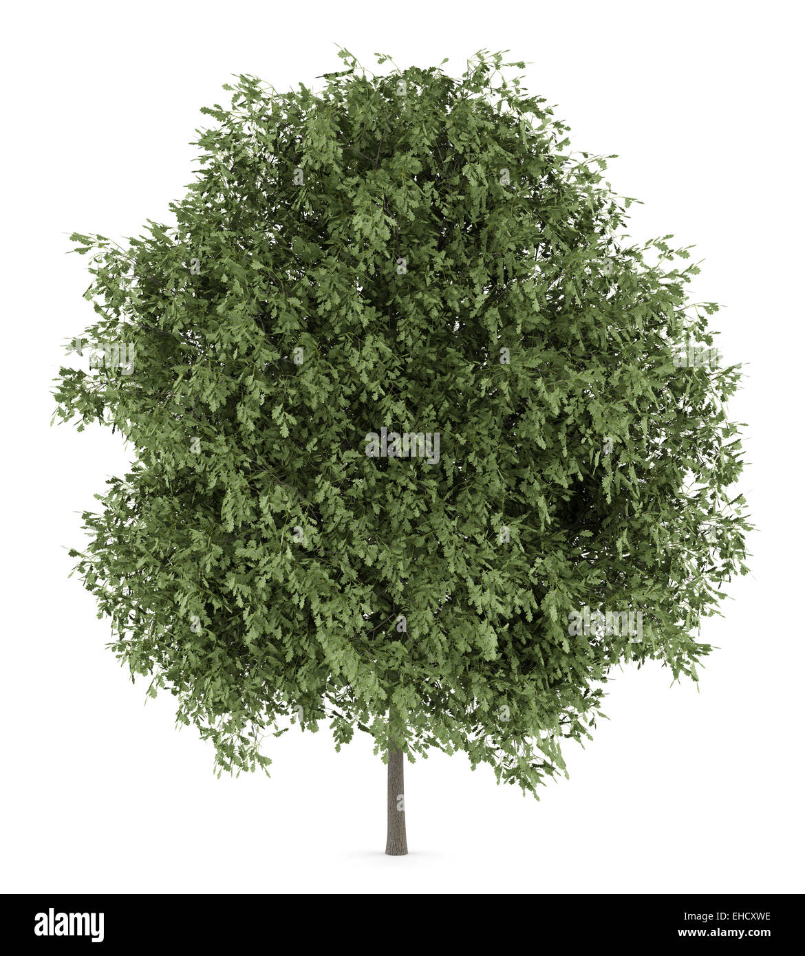 English oak tree isolated hi-res stock photography and images - Alamy