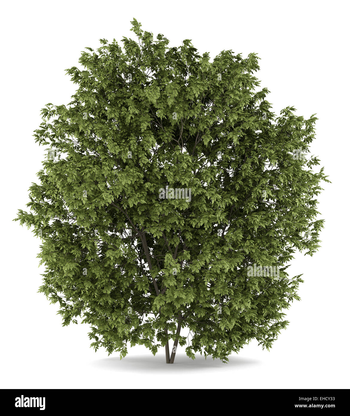 Hackberry tree hi-res stock photography and images - Alamy