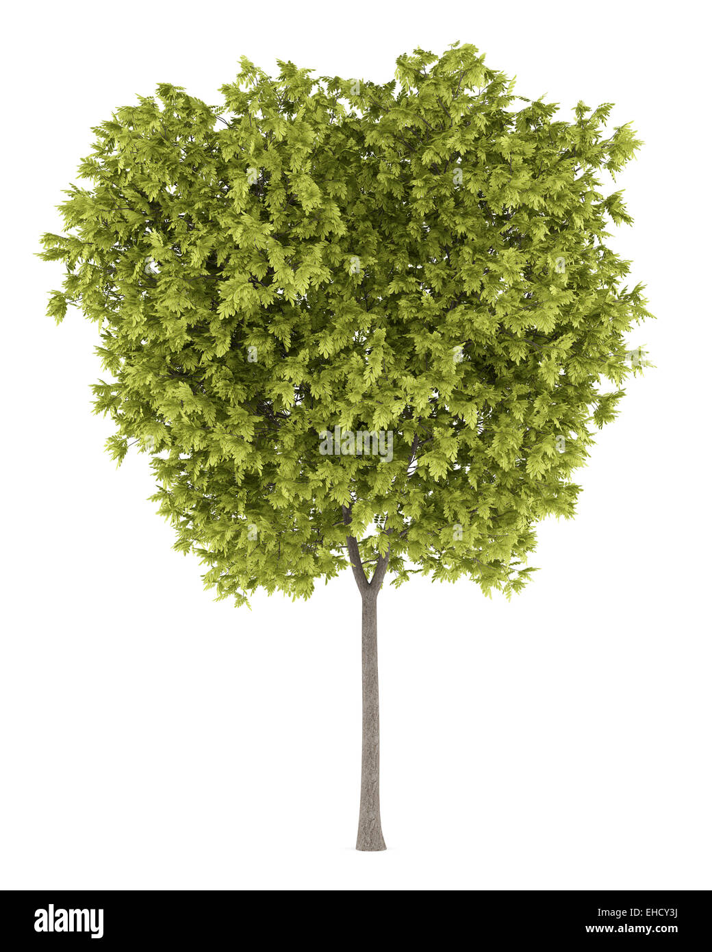 honey locust tree isolated on white background Stock Photo - Alamy