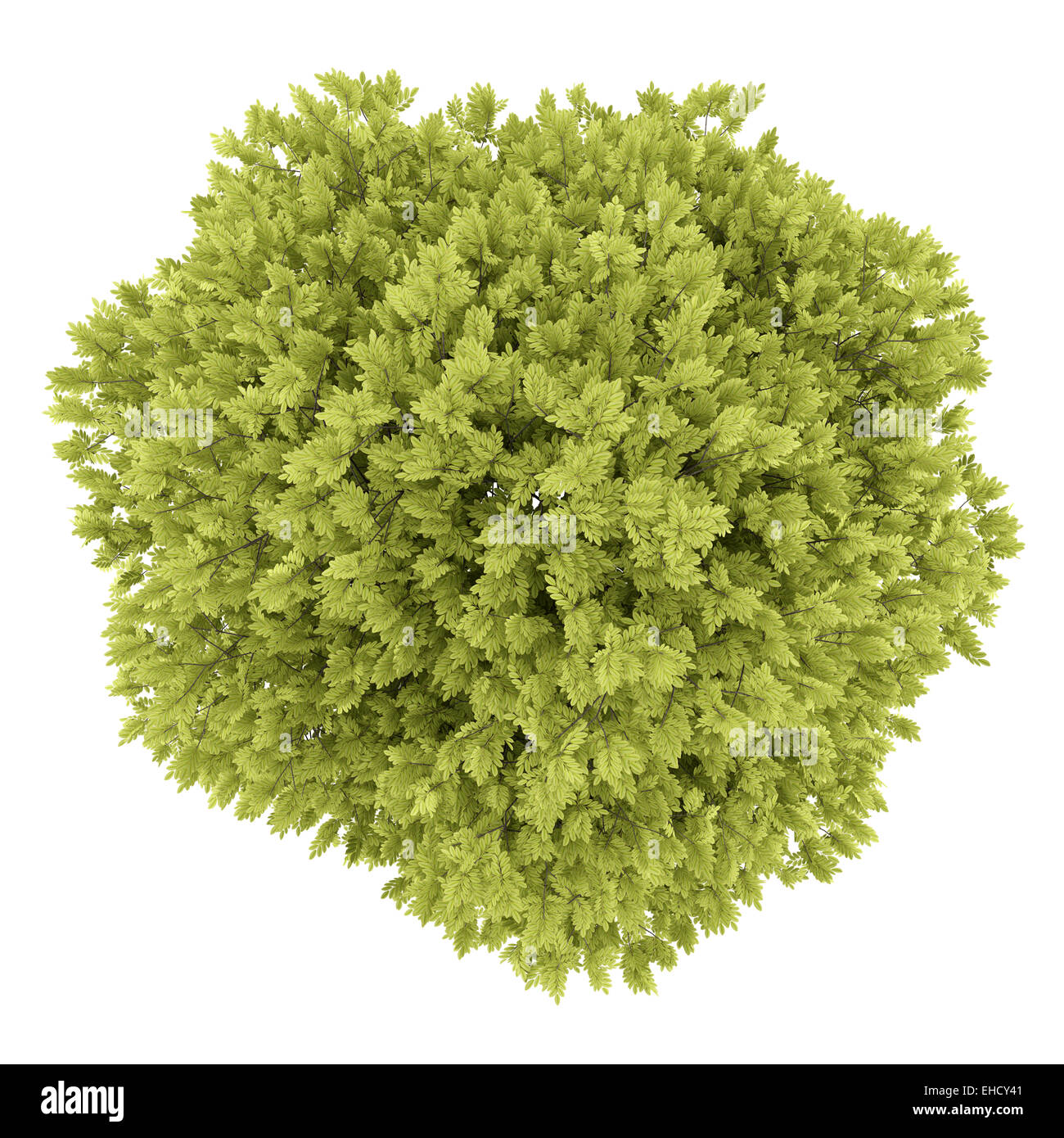 top view of honey locust tree isolated on white background Stock Photo ...