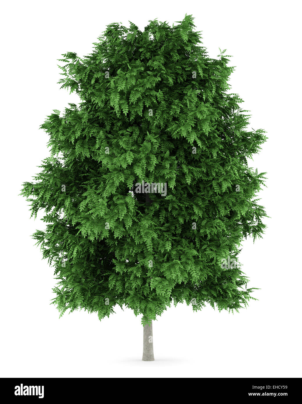 rowan tree isolated on white background Stock Photo - Alamy