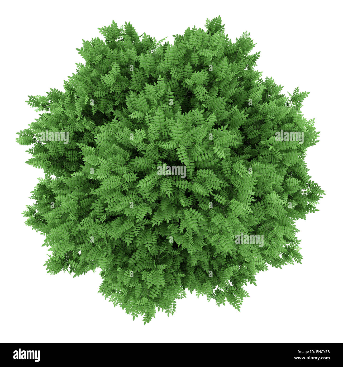 top view of rowan tree isolated on white background Stock Photo - Alamy