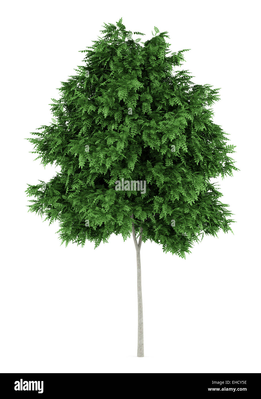 rowan tree isolated on white background Stock Photo - Alamy