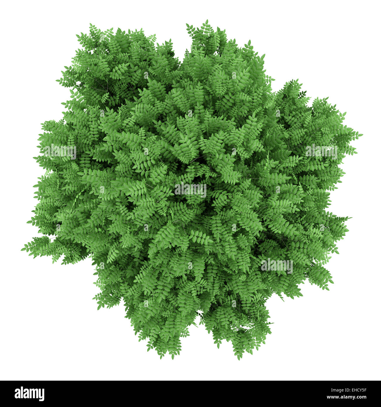 top view of rowan tree isolated on white background Stock Photo - Alamy