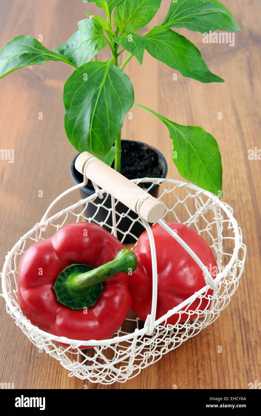 Paprika plant hi-res stock photography and images - Alamy