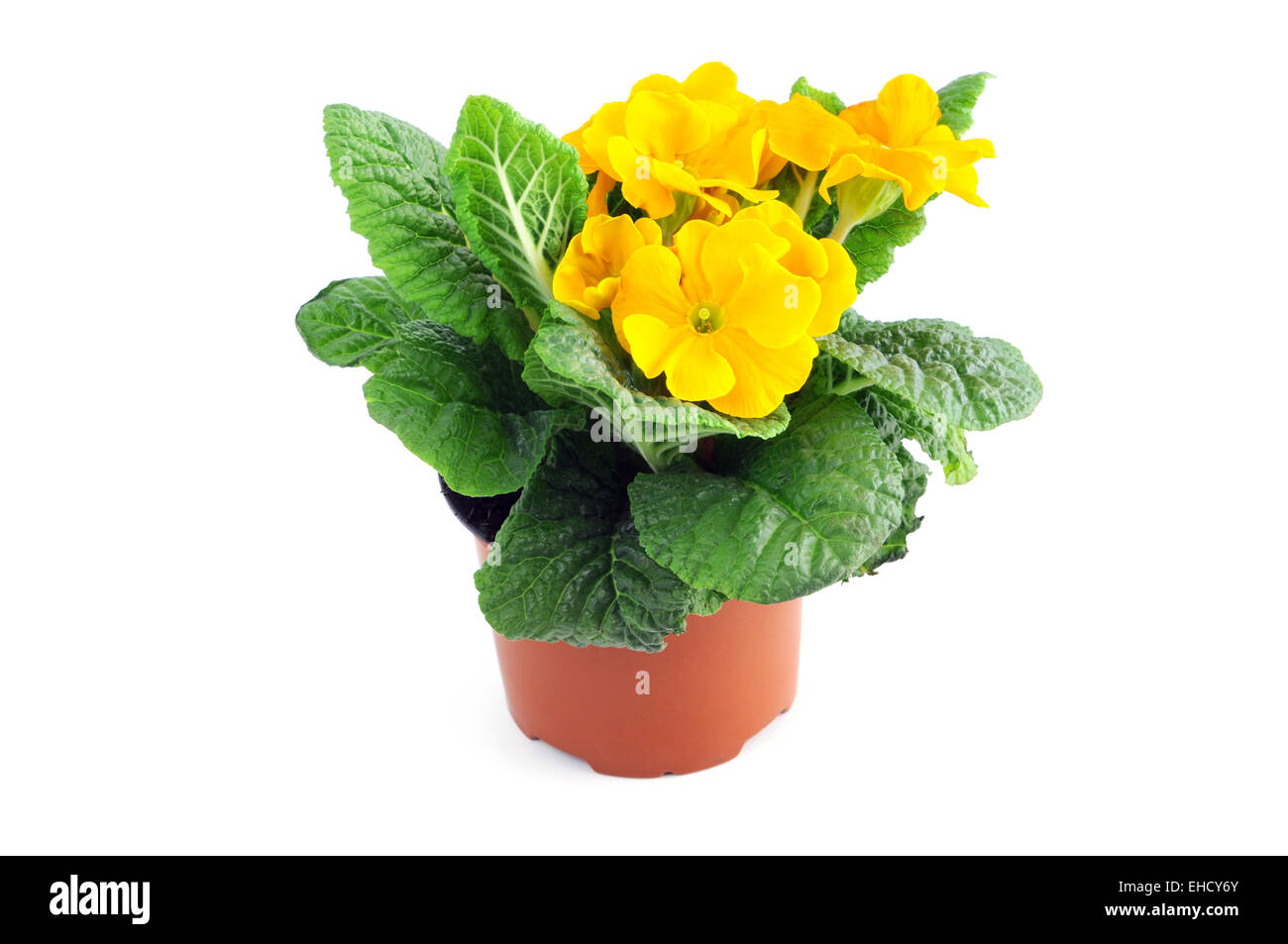 yellow primula on isolated white background Stock Photo - Alamy