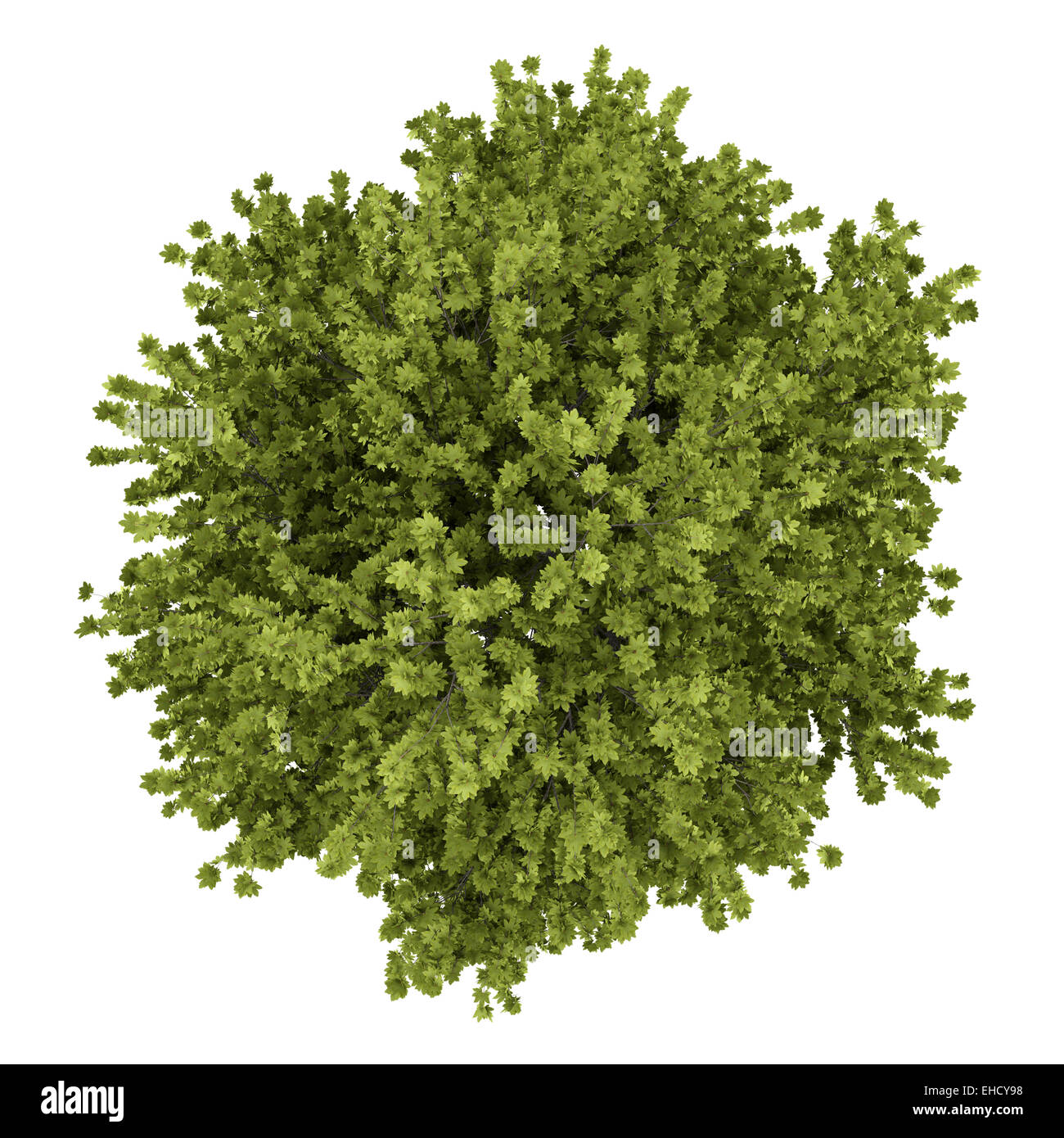 top view of norway maple tree isolated on white background Stock Photo ...