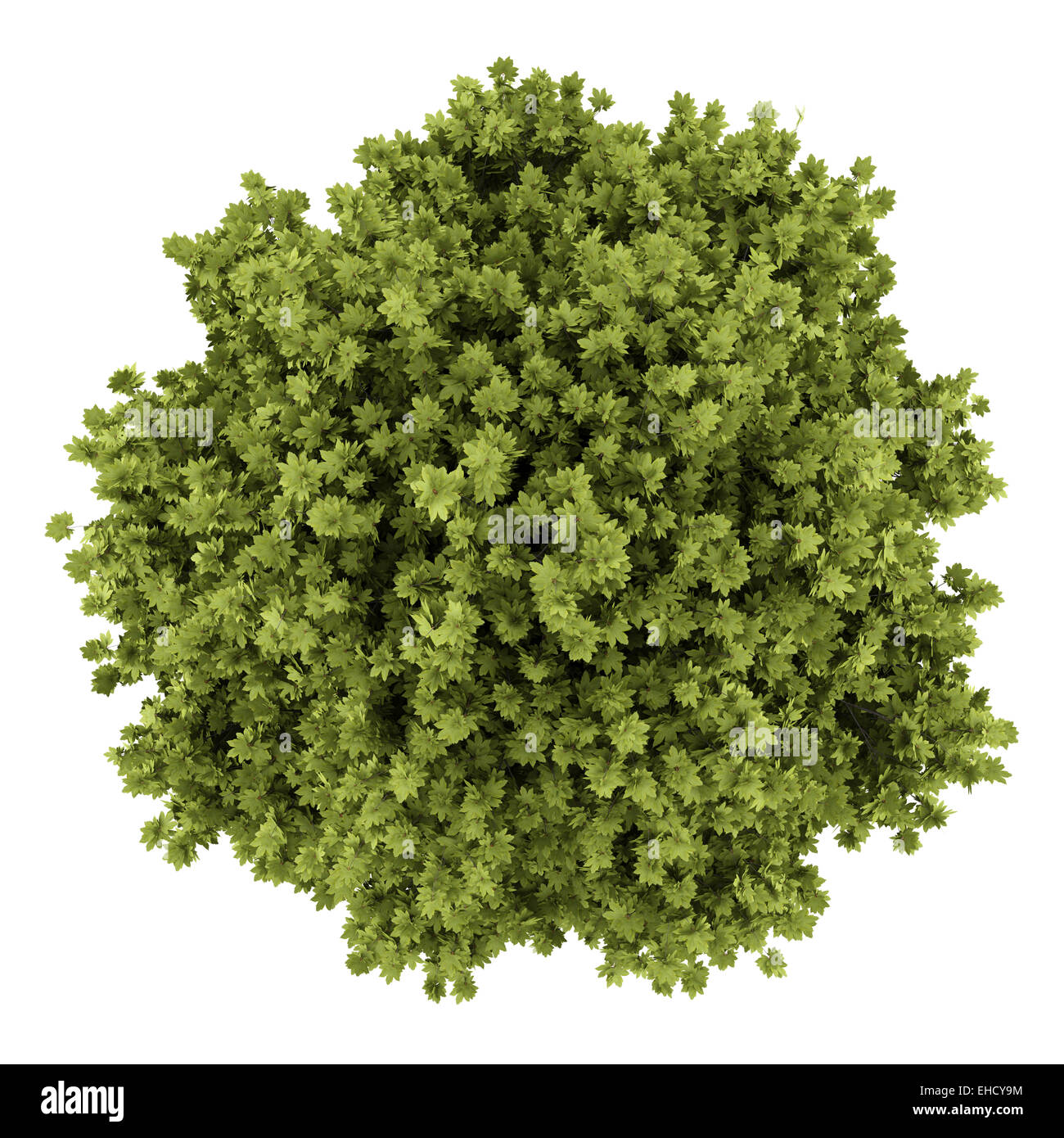 top view of norway maple tree isolated on white background Stock Photo ...