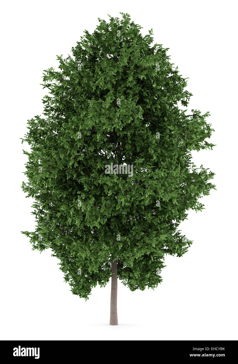 large-leaved lime tree isolated on white background Stock Photo - Alamy