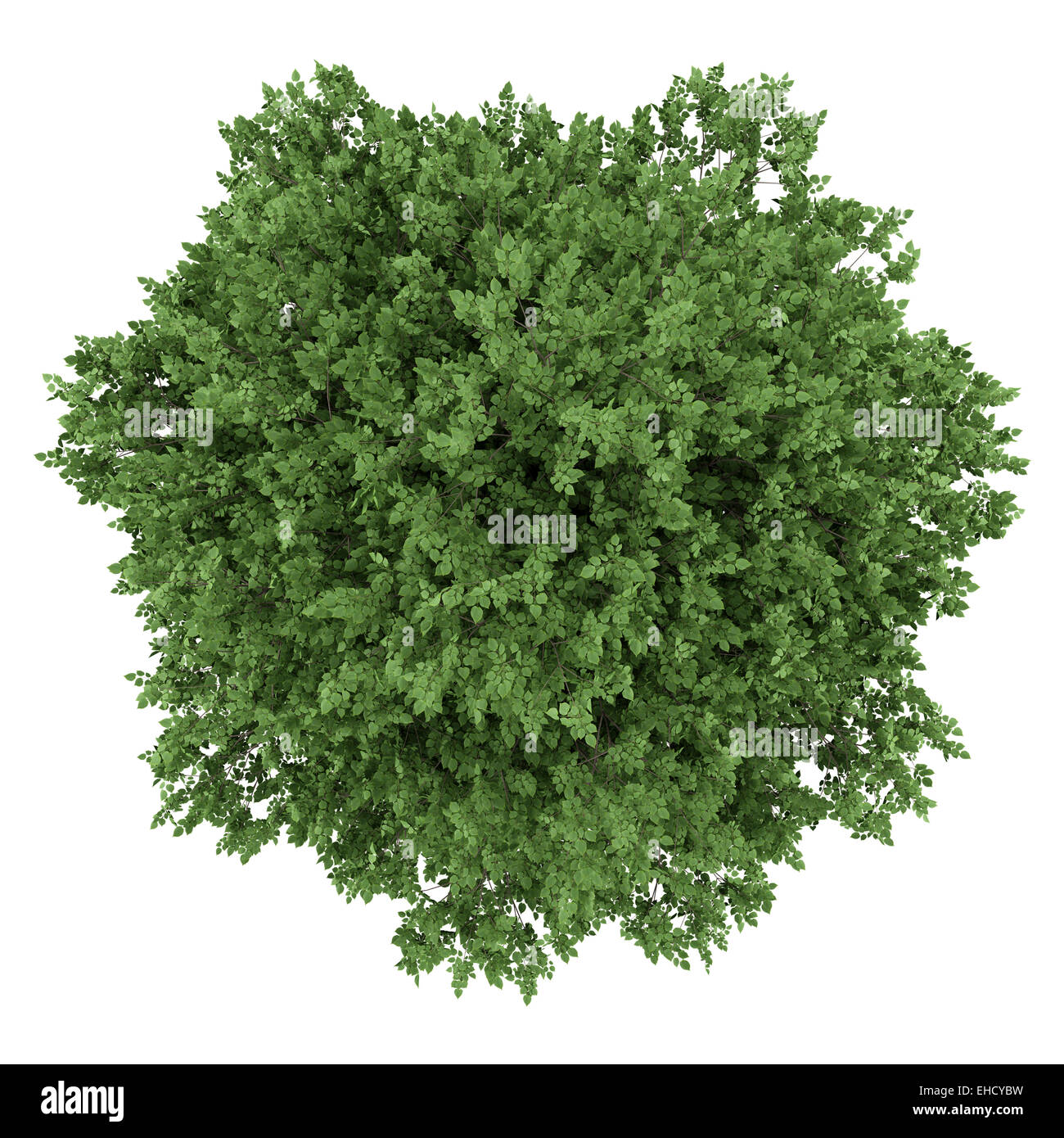 top view of large-leaved lime tree isolated on white background Stock ...