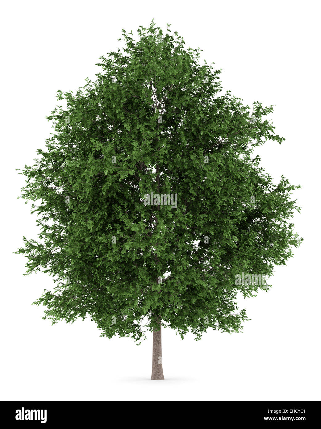 large-leaved lime tree isolated on white background Stock Photo - Alamy