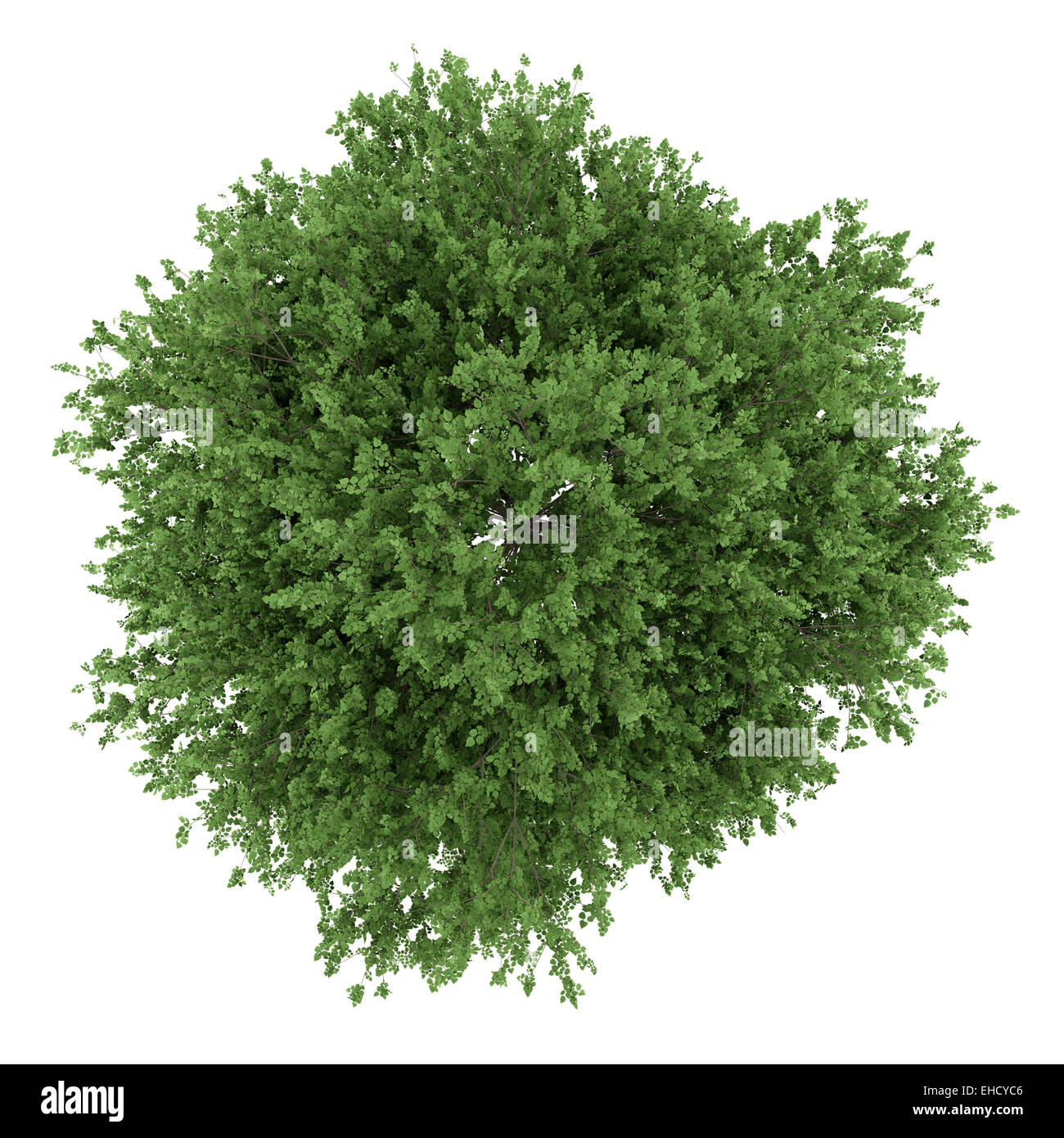 top view of large-leaved lime tree isolated on white background Stock ...