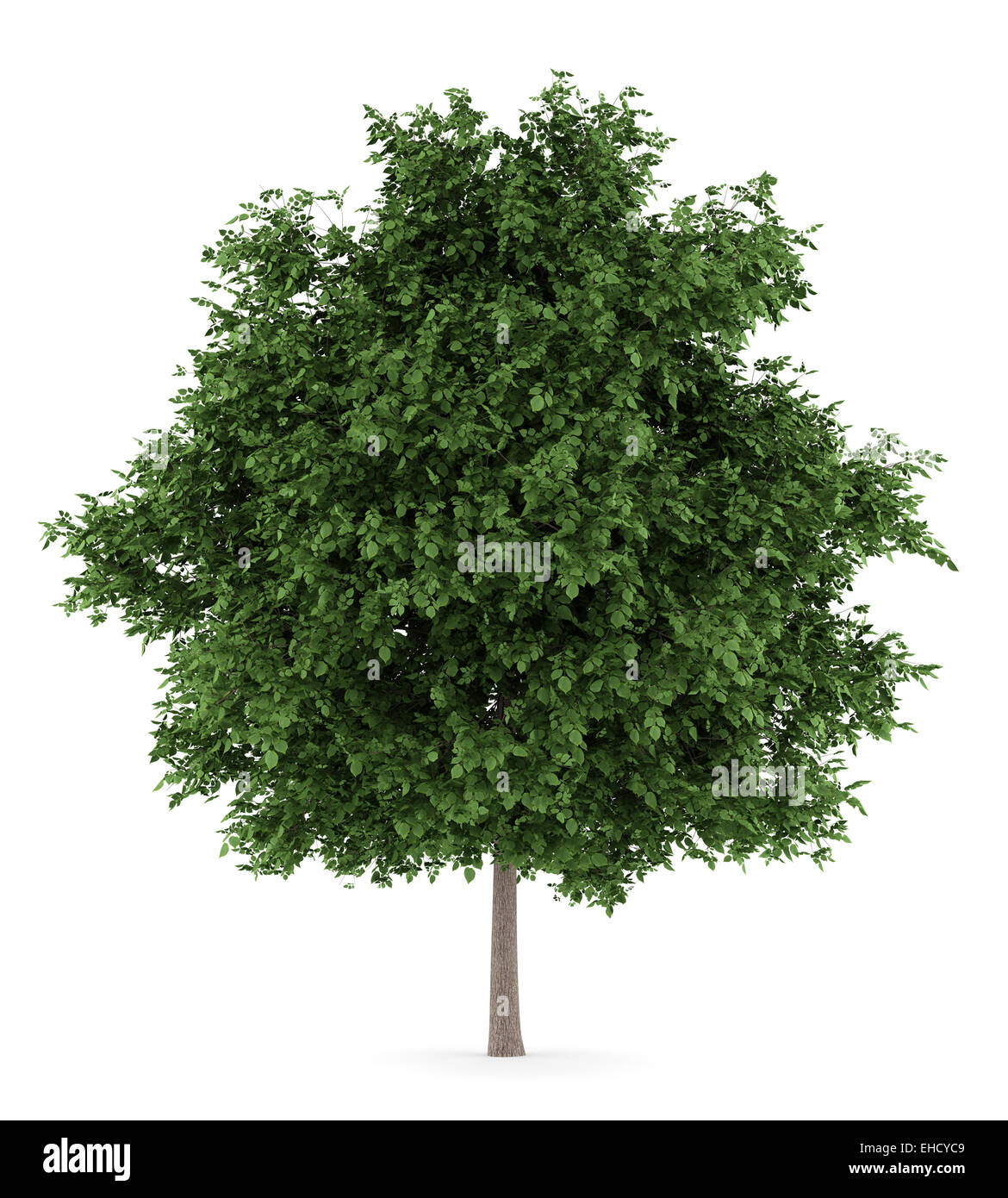 large-leaved lime tree isolated on white background Stock Photo - Alamy