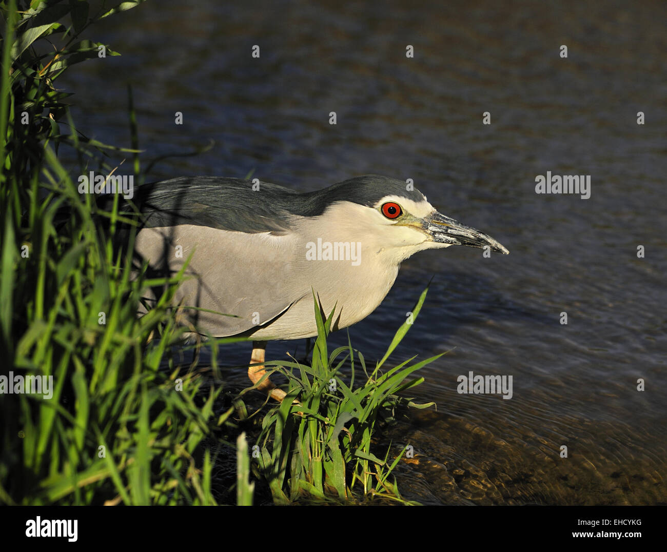Australian night bird hi-res stock photography and images - Alamy