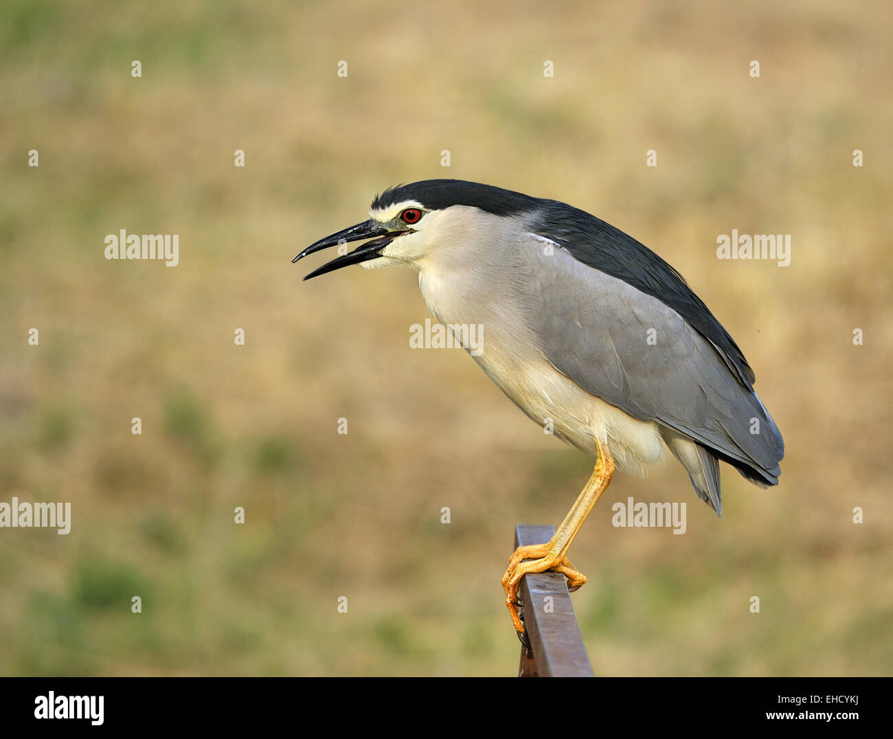 Australian night bird hi-res stock photography and images - Alamy
