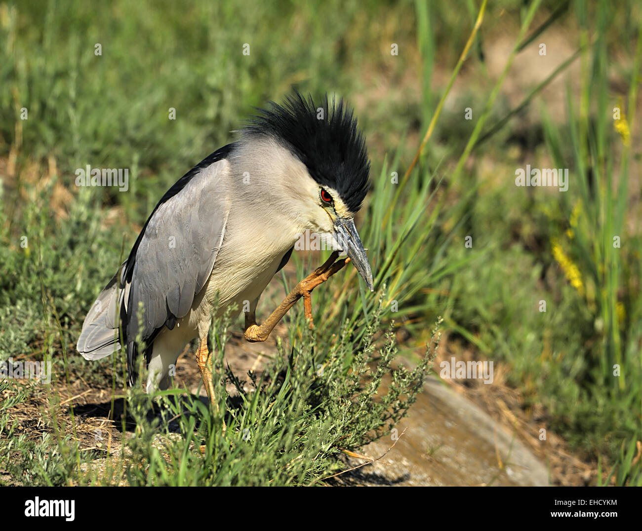Australian night bird hi-res stock photography and images - Alamy