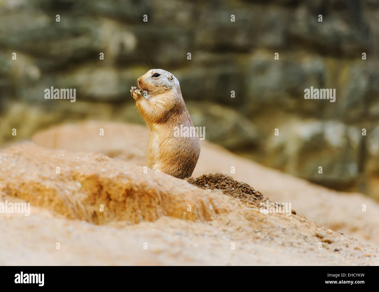 Standing and eating Gopher Stock Photo - Alamy
