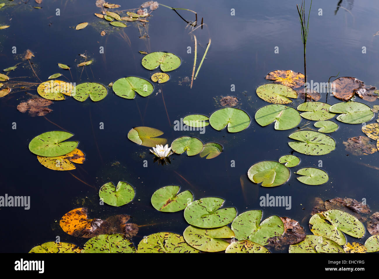 Grassy pond hi-res stock photography and images - Alamy