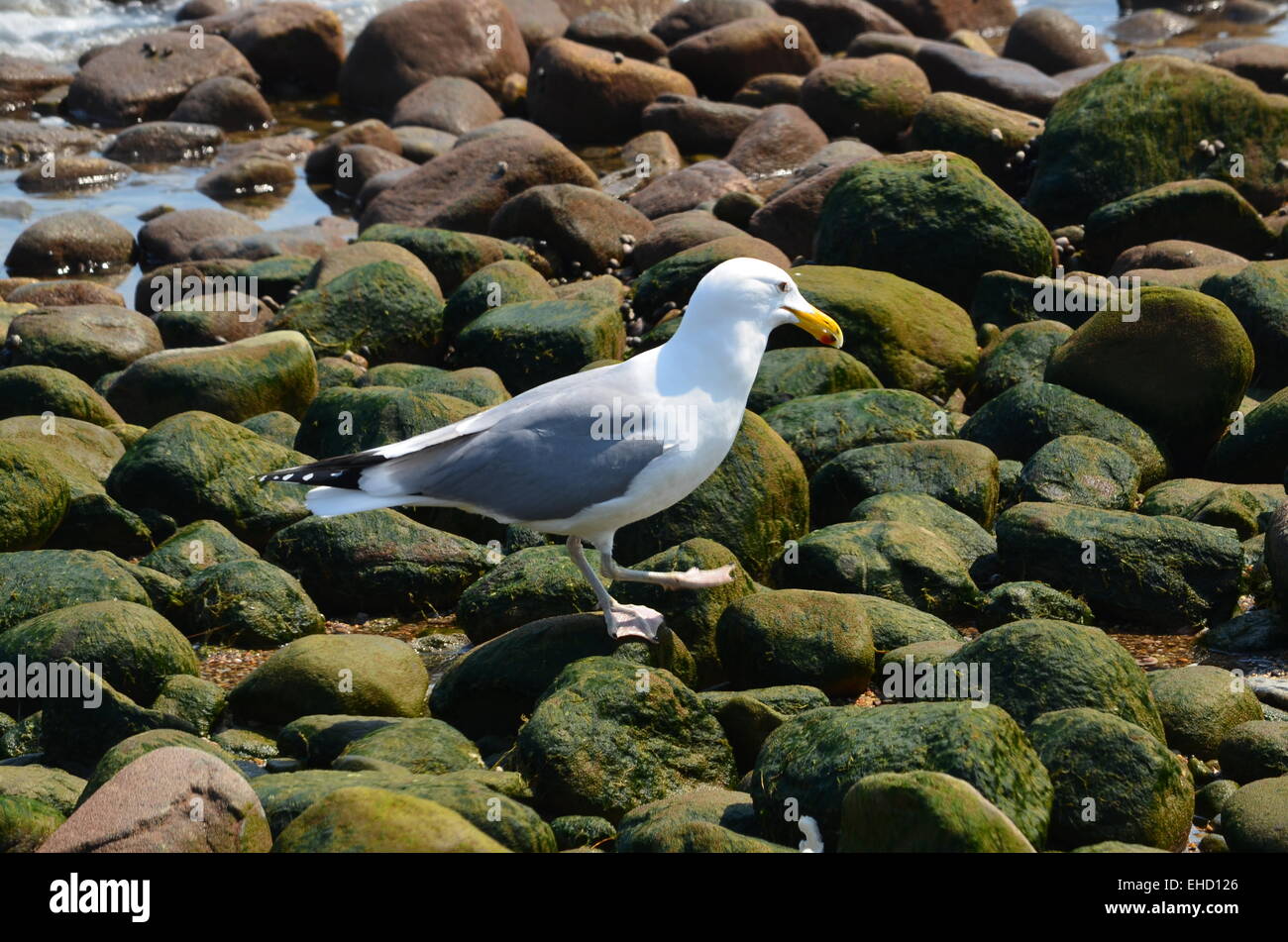 Seagull on sea stones hi-res stock photography and images - Alamy