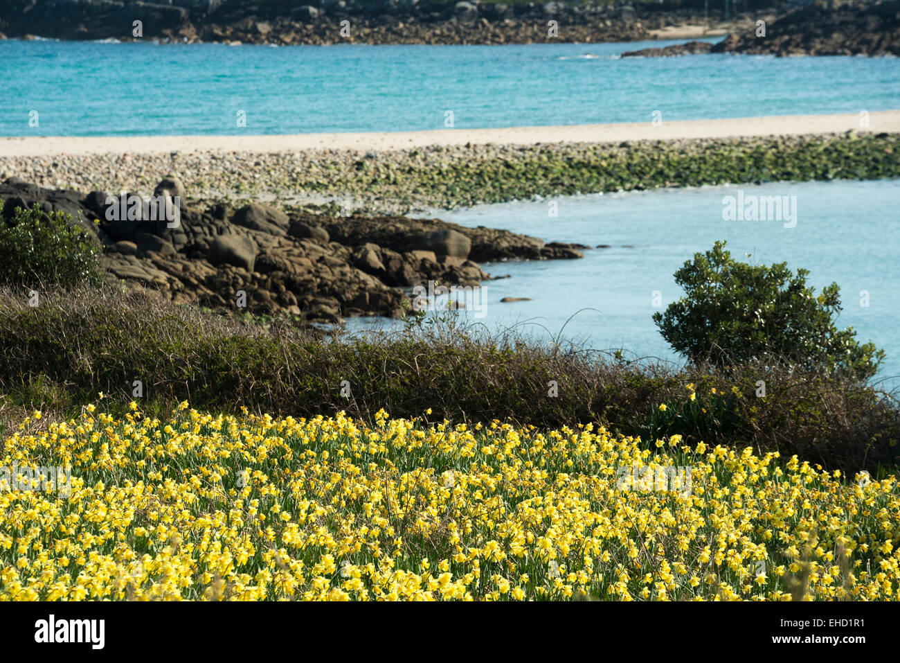 Scilly flowers daffodils hi-res stock photography and images - Alamy