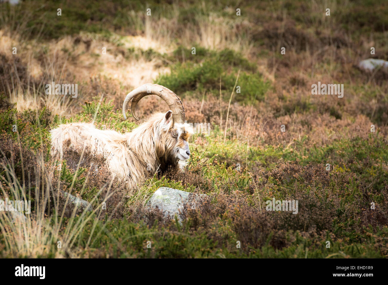 Male goat horns hi-res stock photography and images - Alamy
