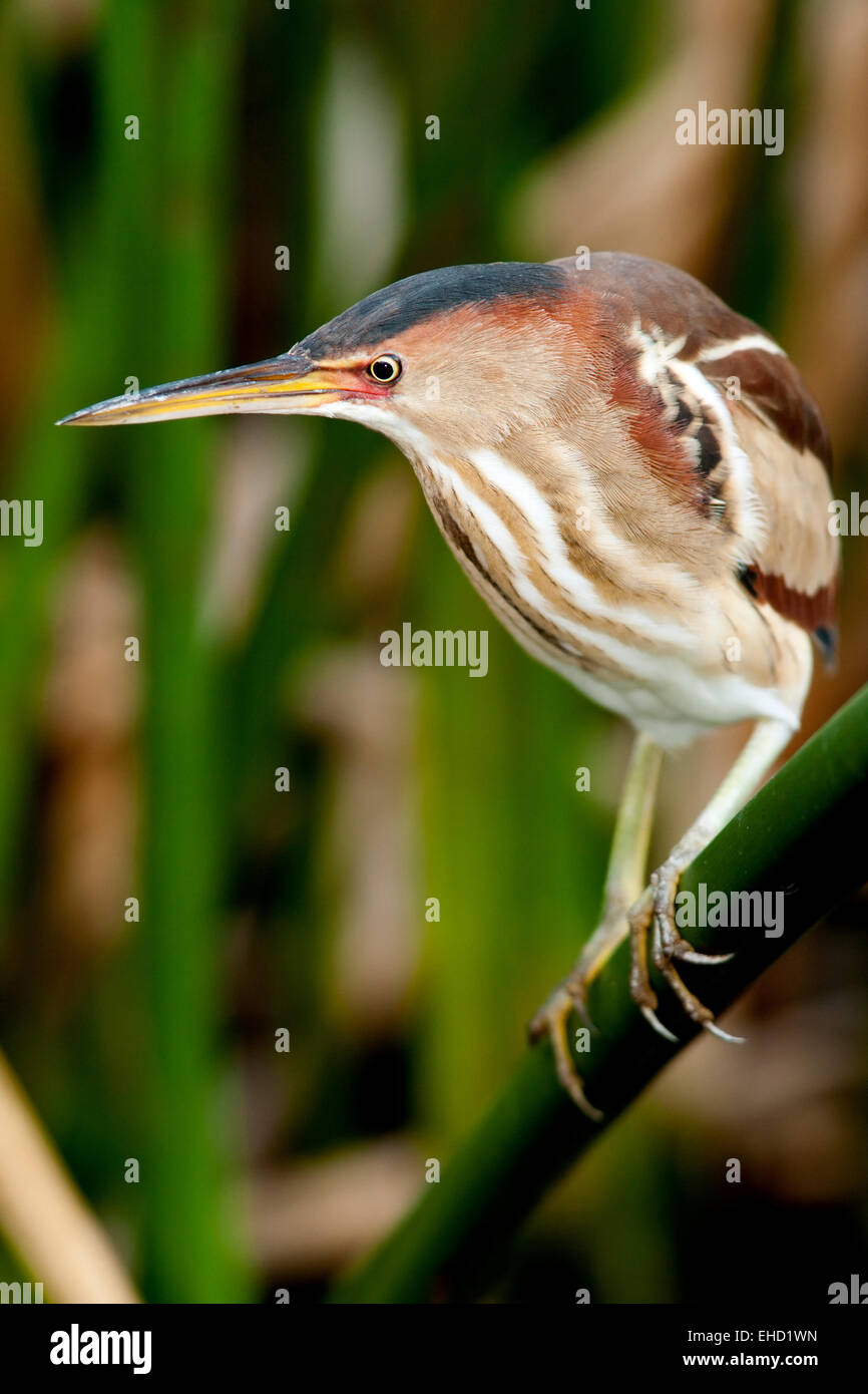Least Bittern - Green Cay Wetlands - Boynton Beach, Florida USA Stock ...