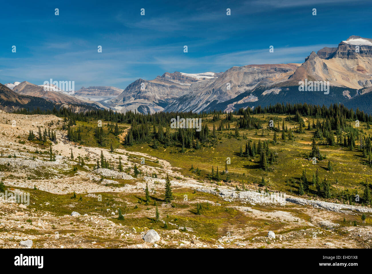 Waputik Range over Yoho Valley, view from Iceline Trail at tree line ...
