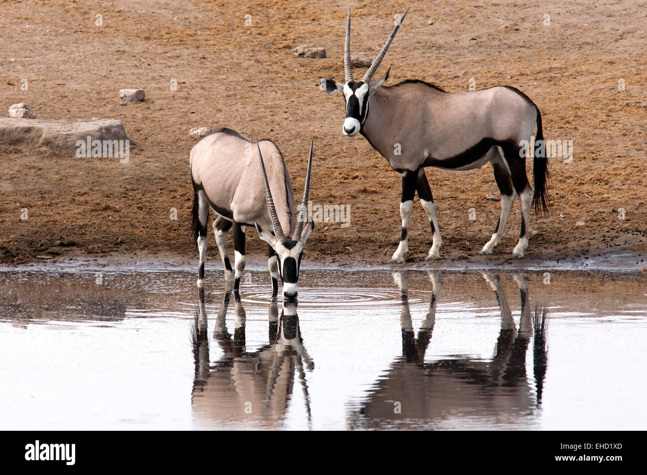 Two gemsbok oryx gazella drinking hi-res stock photography and images ...