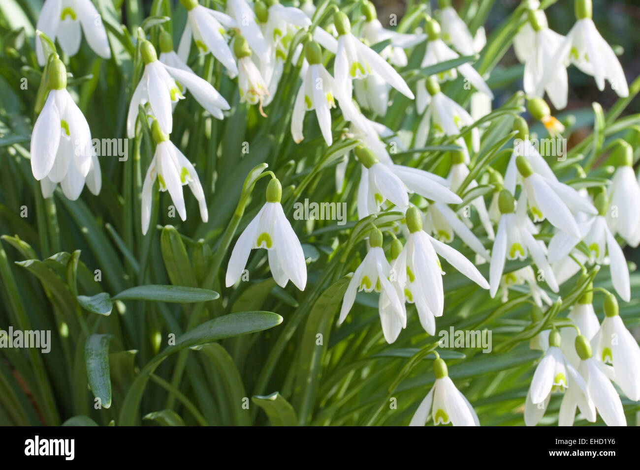 Species snowdrops hi-res stock photography and images - Alamy